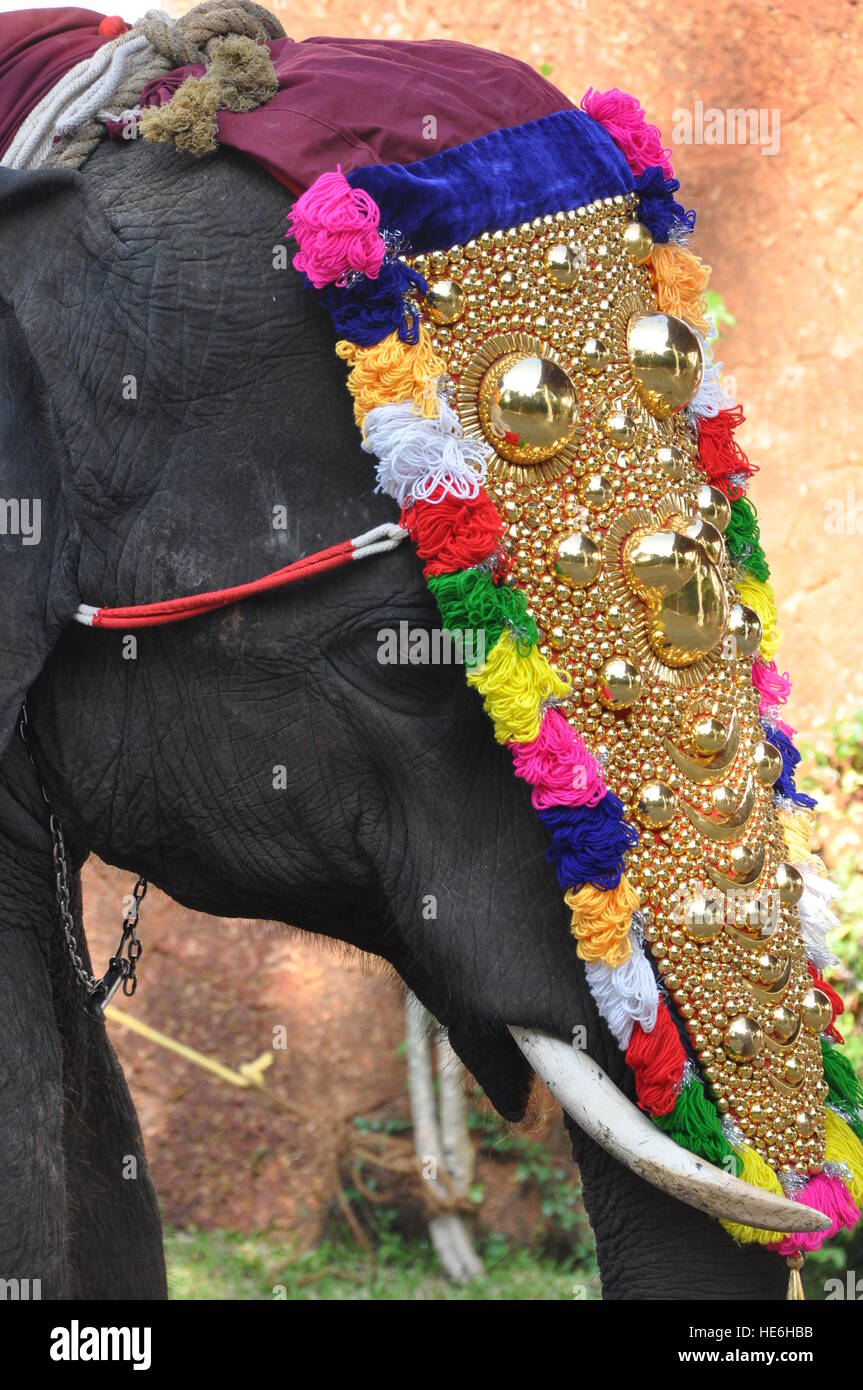 Elephant in India decorated for festival Stock Photo - Alamy