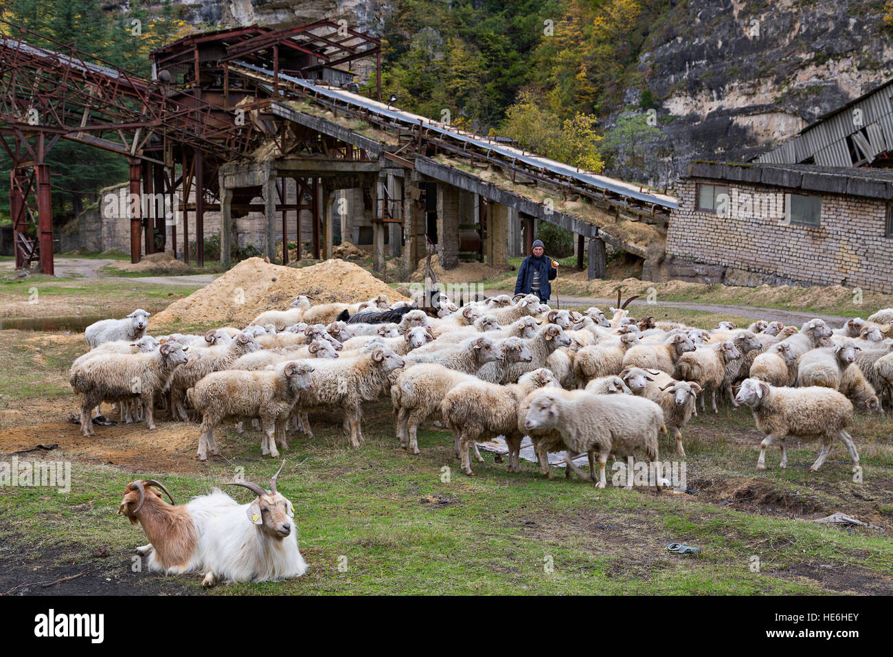 Sheep washing hi-res stock photography and images - Alamy