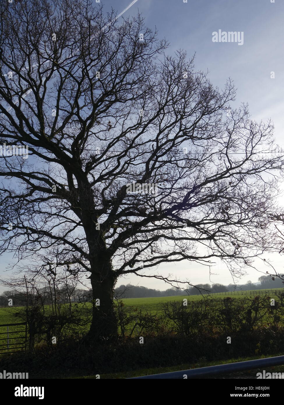 An old tree in a field Stock Photo - Alamy
