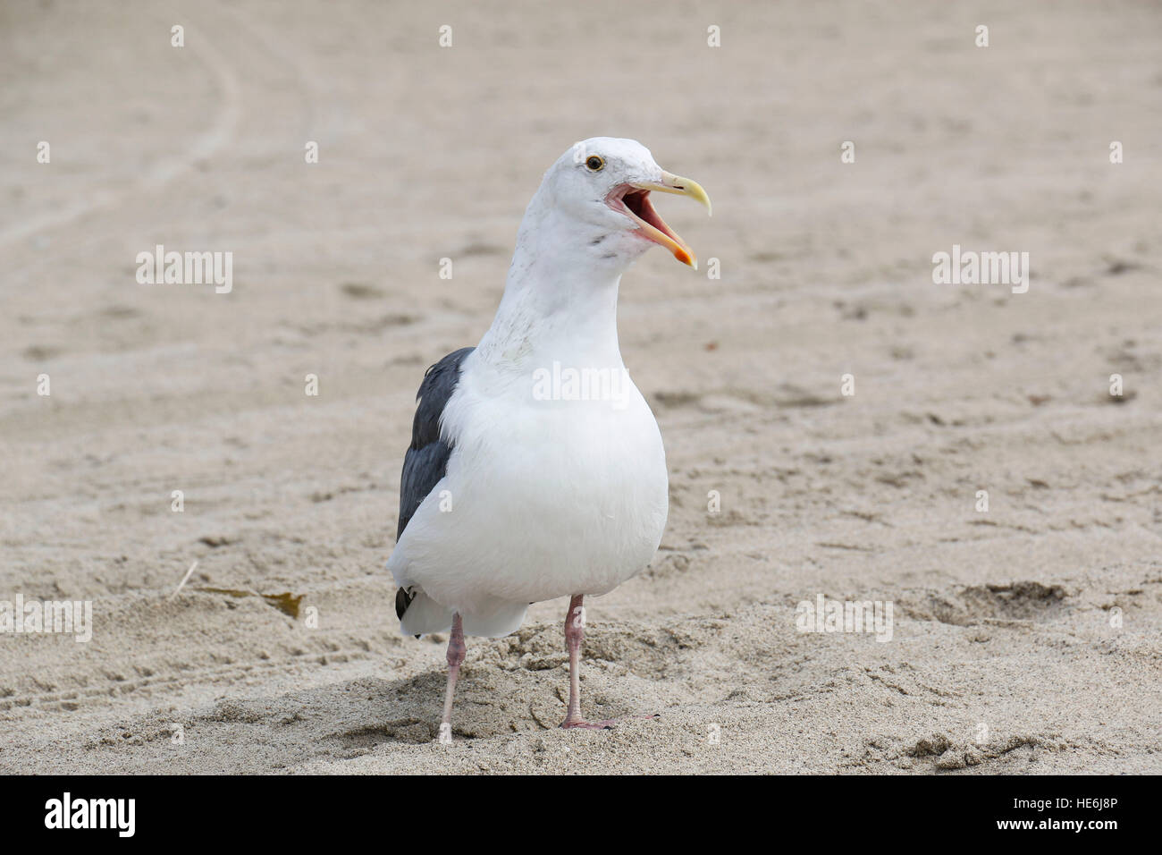 A seagull at the beach Stock Photo - Alamy