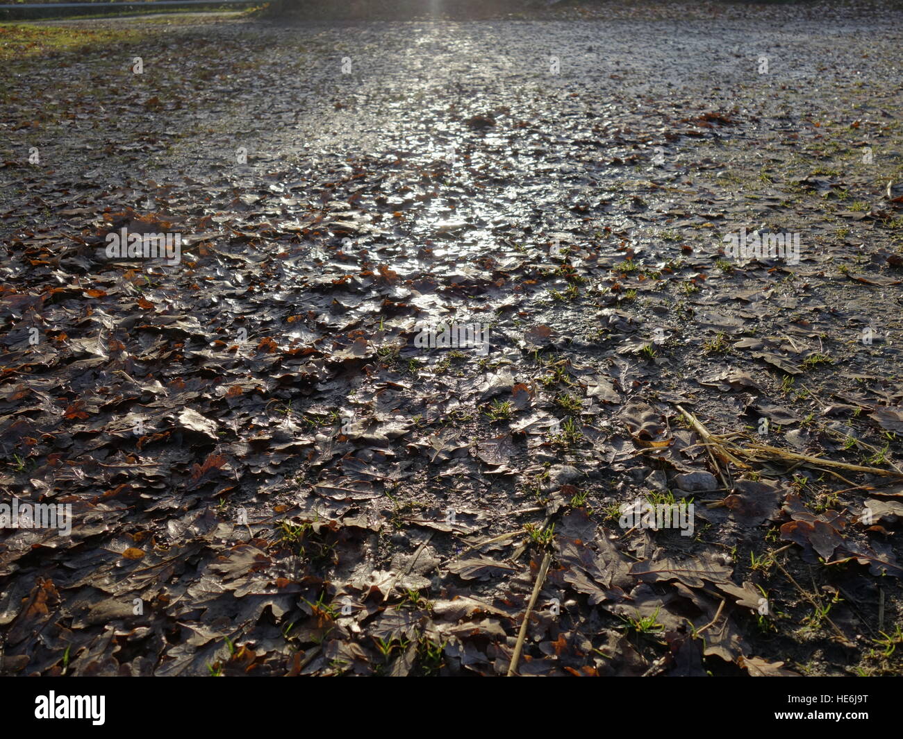 Wet mud and leaves Stock Photo - Alamy