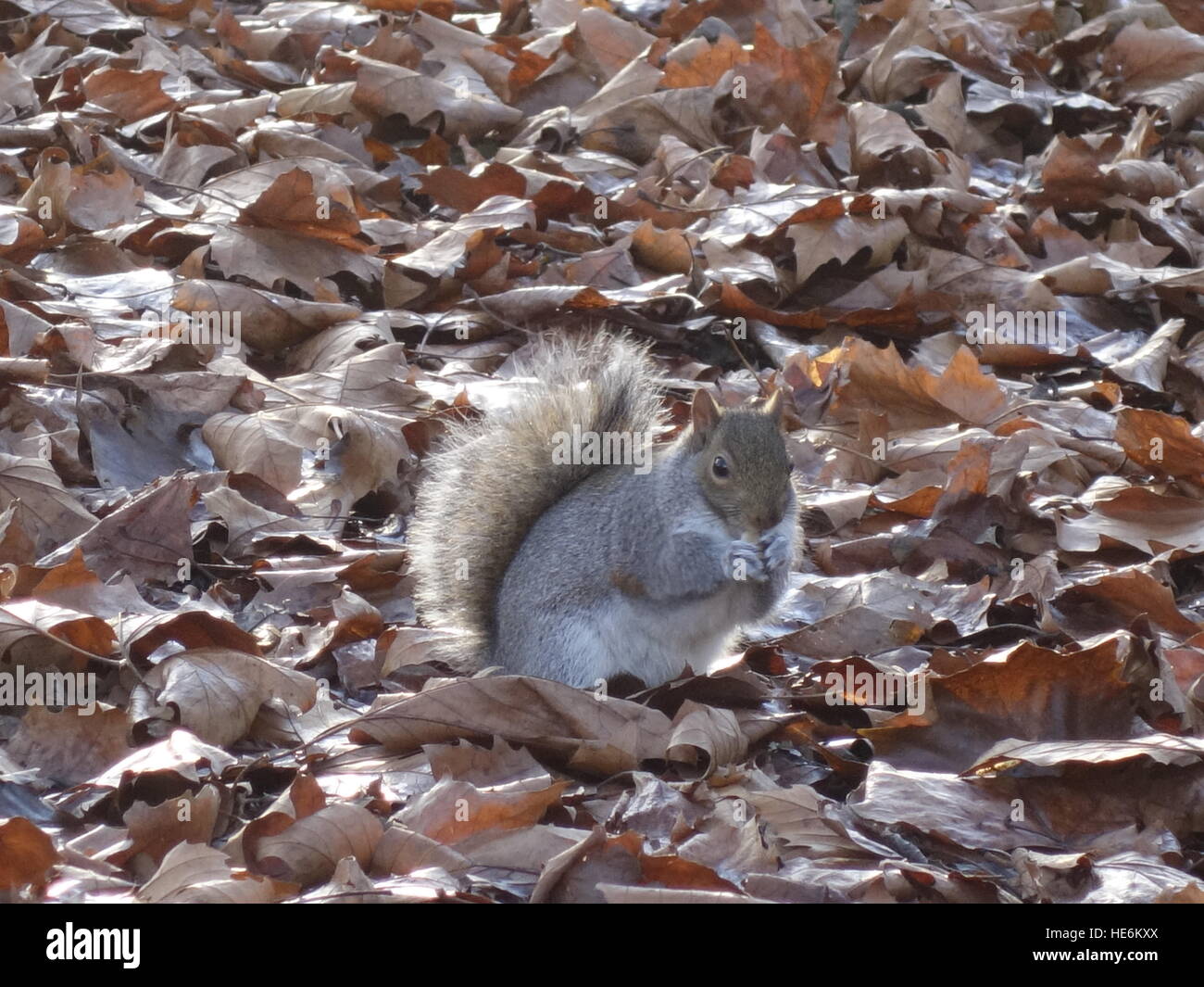 A cute fat Gray Squirrel Stock Photo - Alamy
