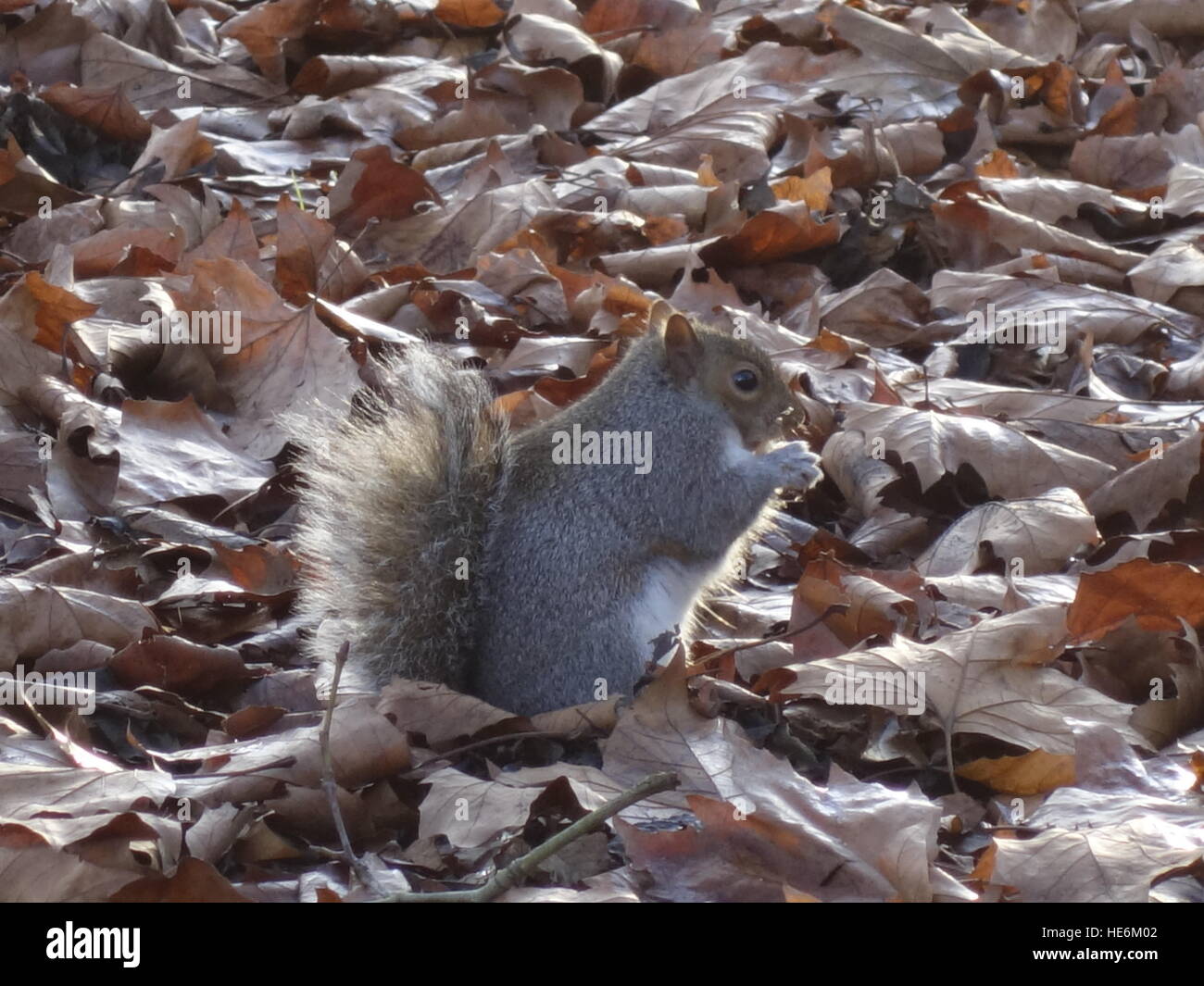 A cute fat Gray Squirrel Stock Photo - Alamy