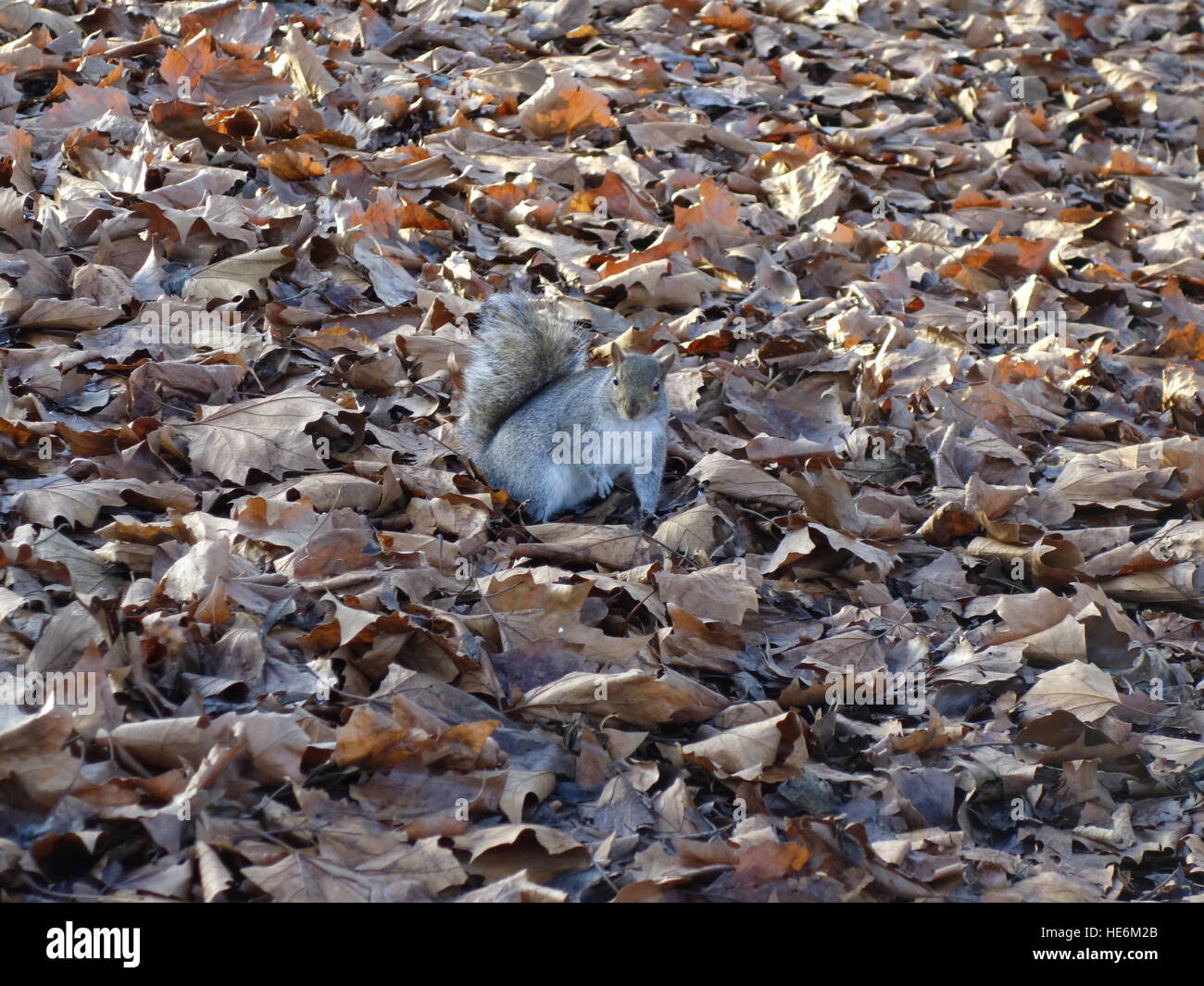 A cute fat Gray Squirrel Stock Photo - Alamy