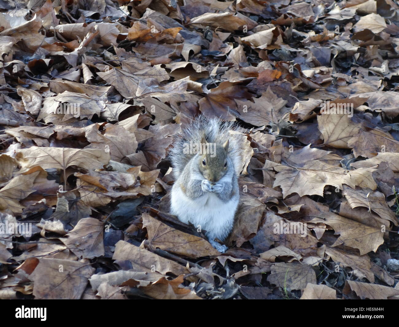 A cute fat Gray Squirrel Stock Photo - Alamy