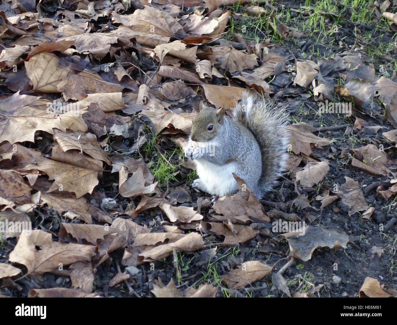 A cute fat Gray Squirrel Stock Photo - Alamy