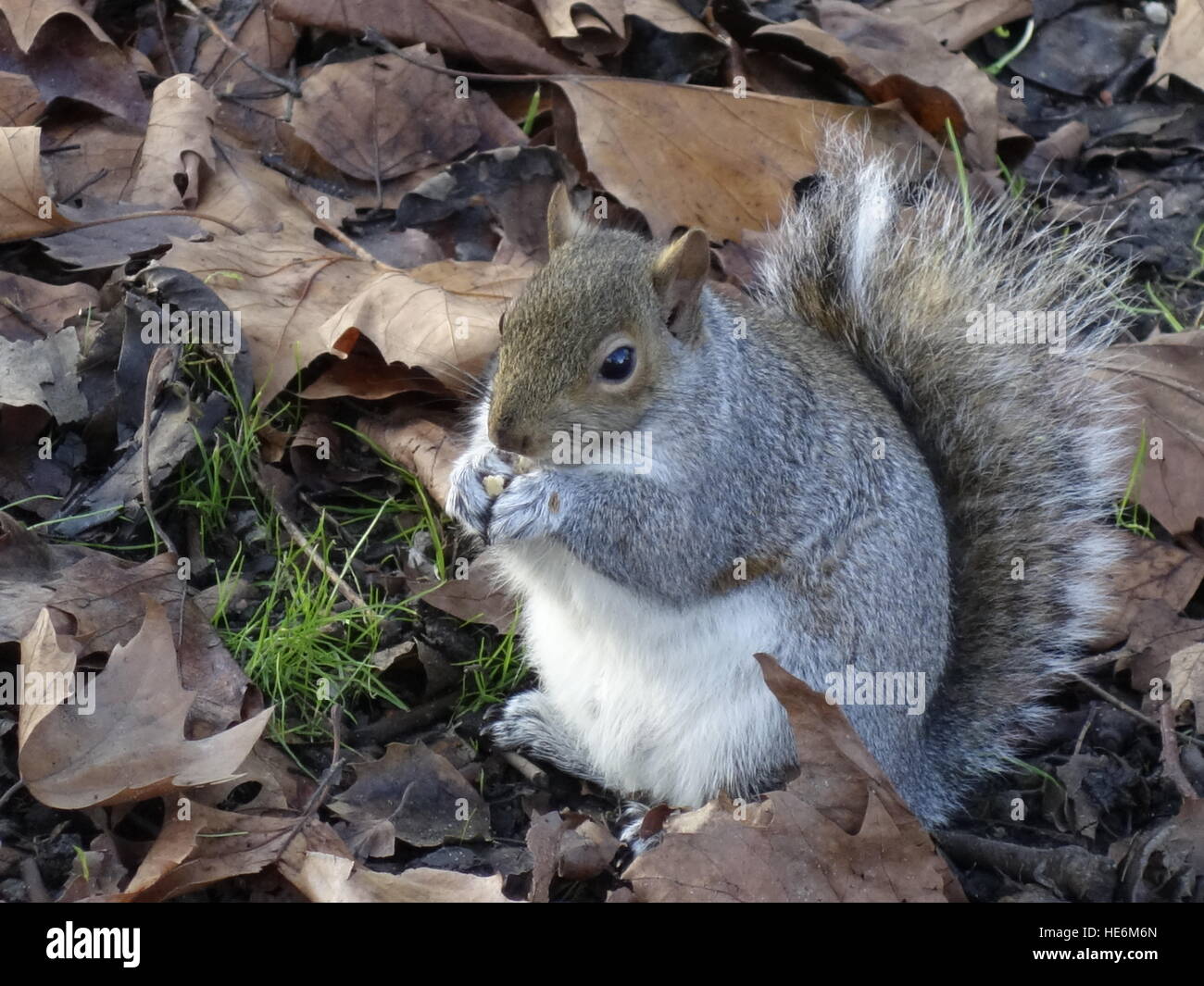 A cute fat Gray Squirrel Stock Photo - Alamy