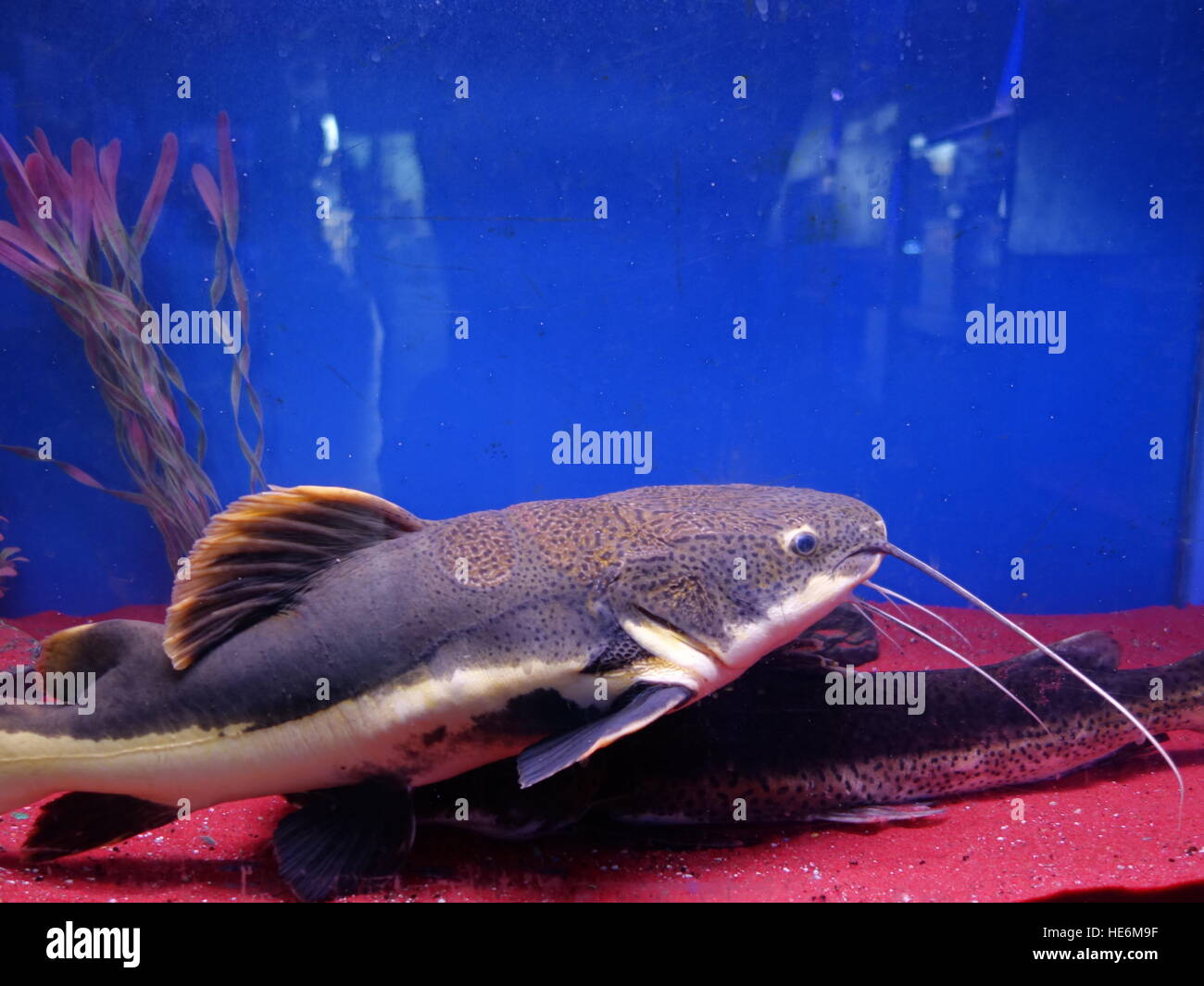 River Catfish High Resolution Stock Photography and Images - Alamy