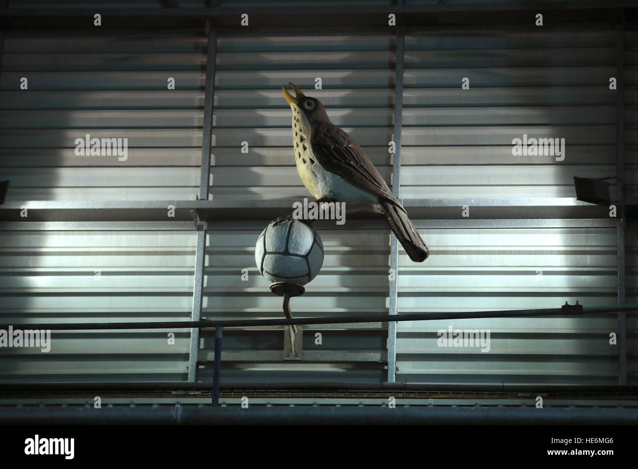 A general view of the Throstle bird which features on the club crest of ...
