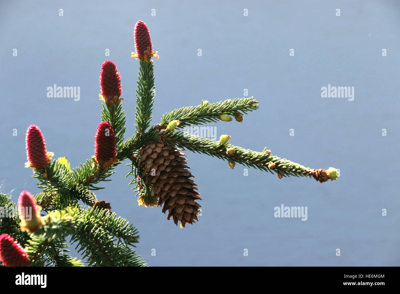 Conical fuit hi-res stock photography and images - Alamy