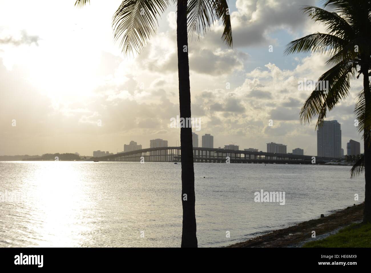Palm tree dividing the views in two different perspectives Stock Photo ...