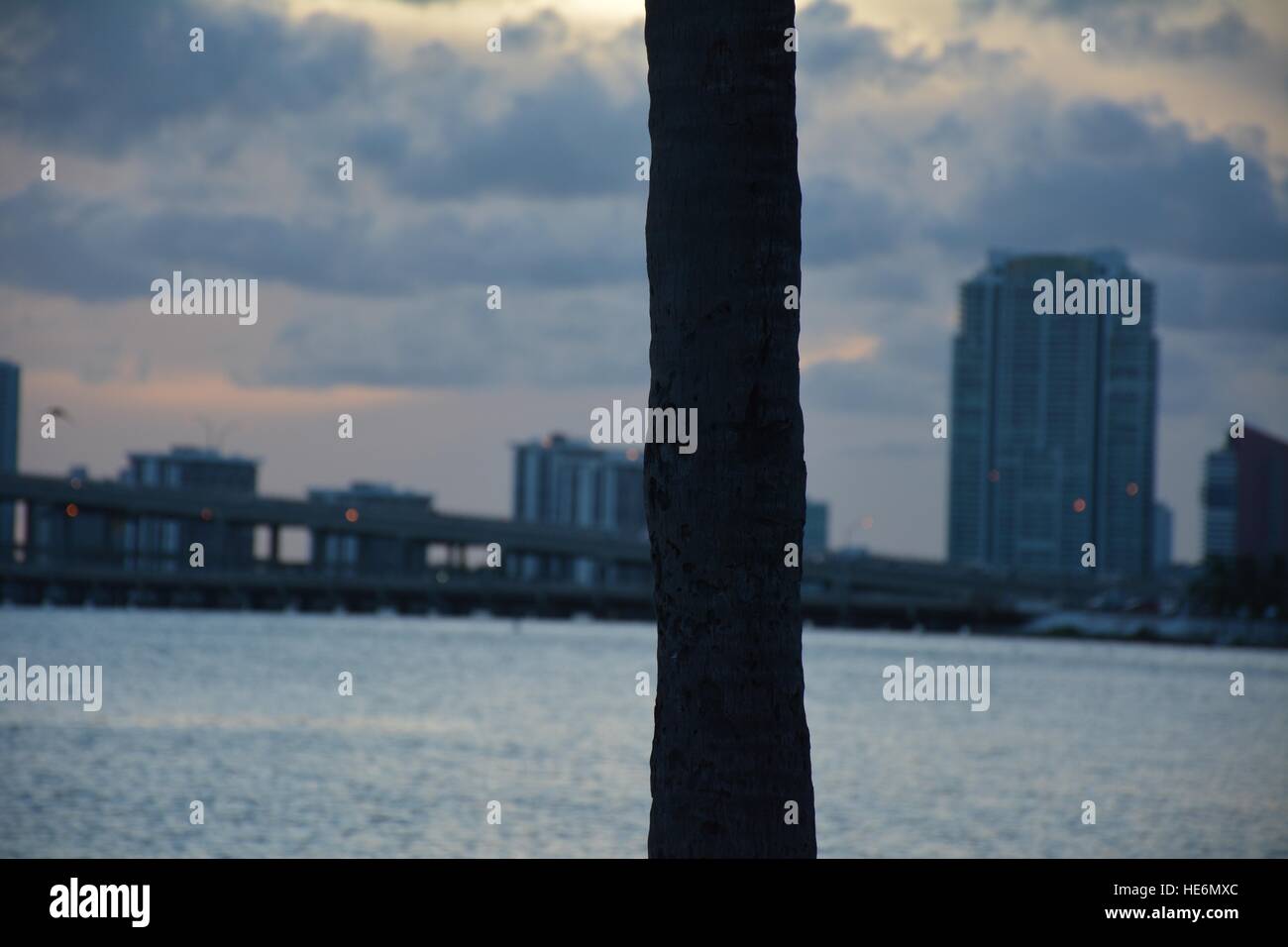 Palm tree trunk dividing the landscape Stock Photo - Alamy