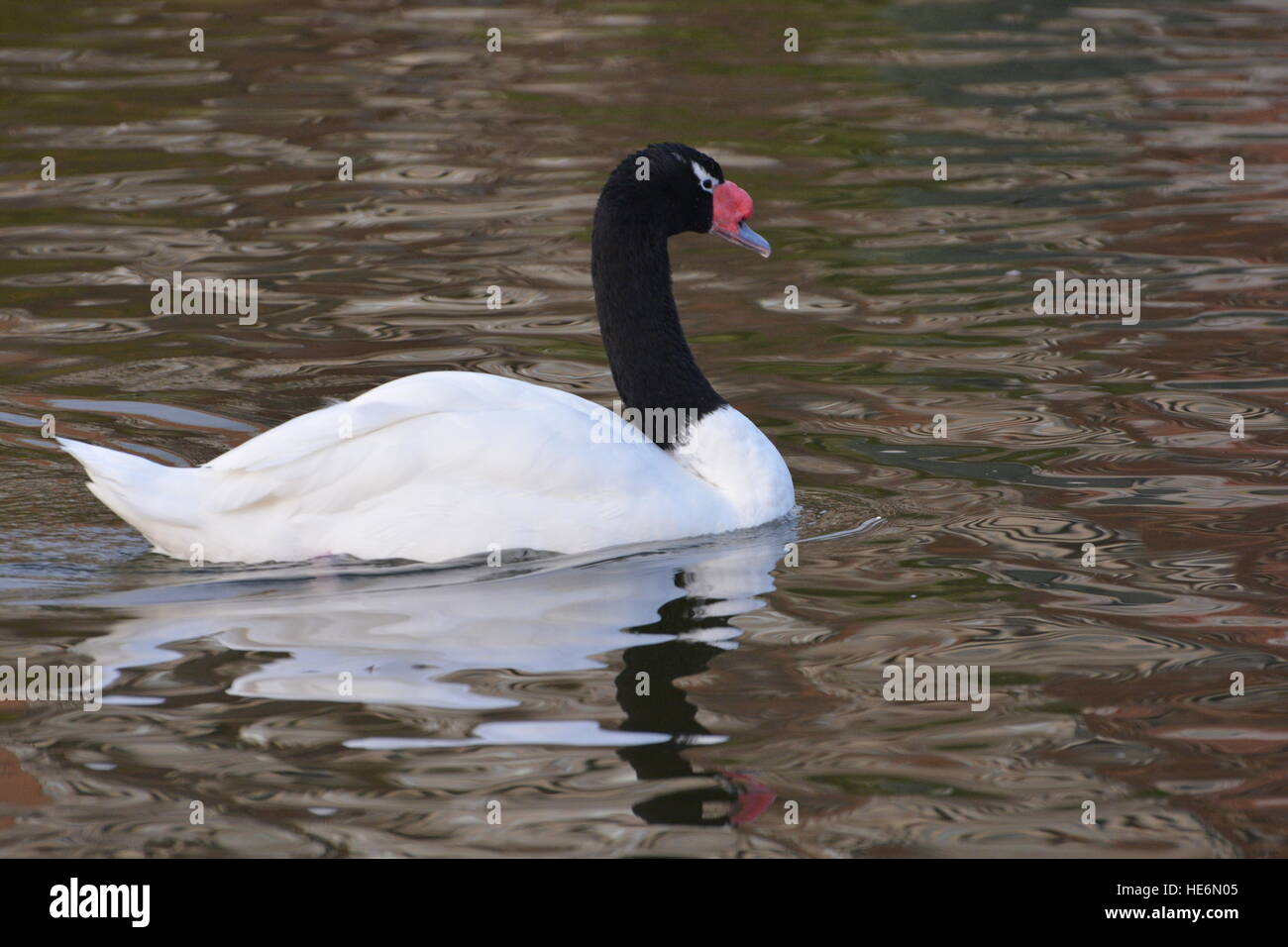 Wild duck bird in Chile Stock Photo - Alamy