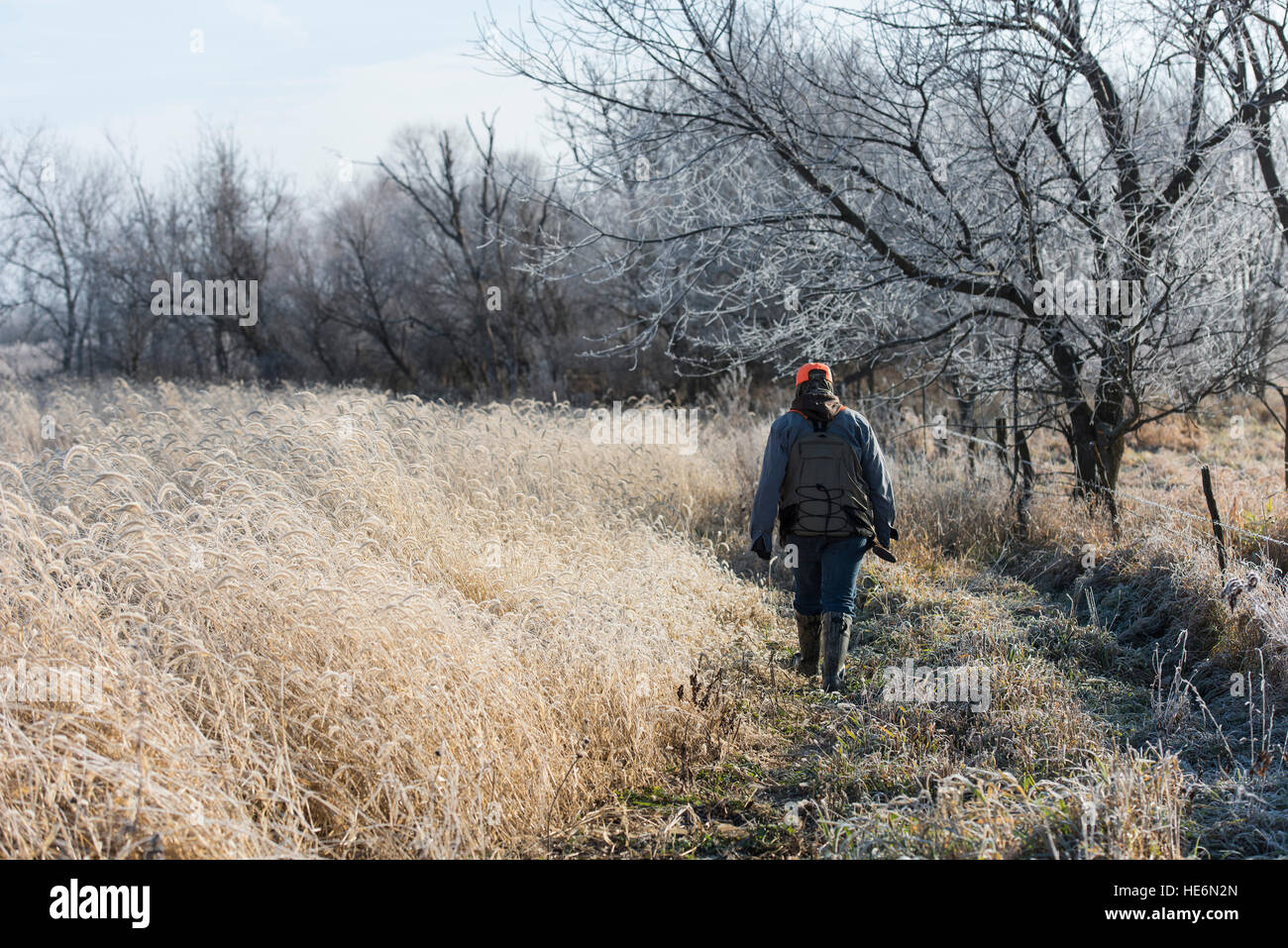 A young Pheasant hunter Stock Photo - Alamy