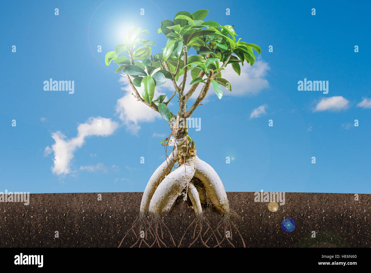 a sustainable growth concept: bonsai tree, roots and blue sky Stock ...