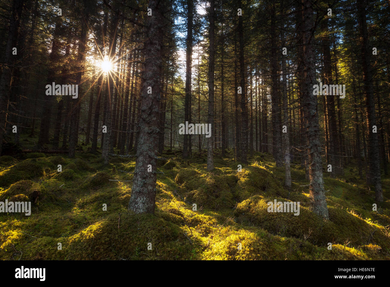Light in the boreal forest, Norway Stock Photo - Alamy