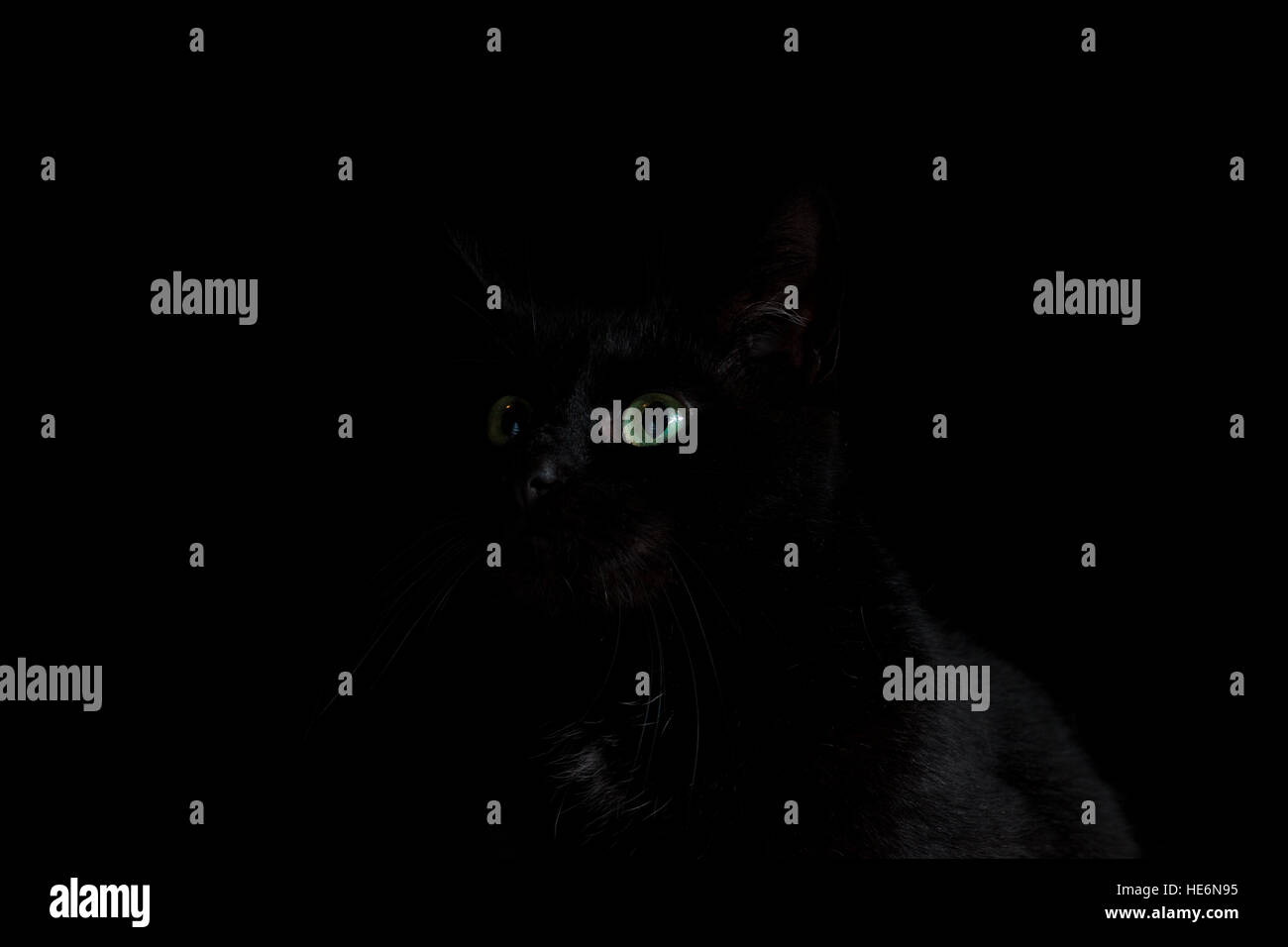 Low-key portrait of black cat against a black background Stock Photo ...
