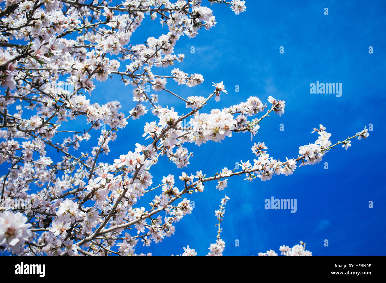 Flowering fruit tree branches and blue sky Stock Photo - Alamy