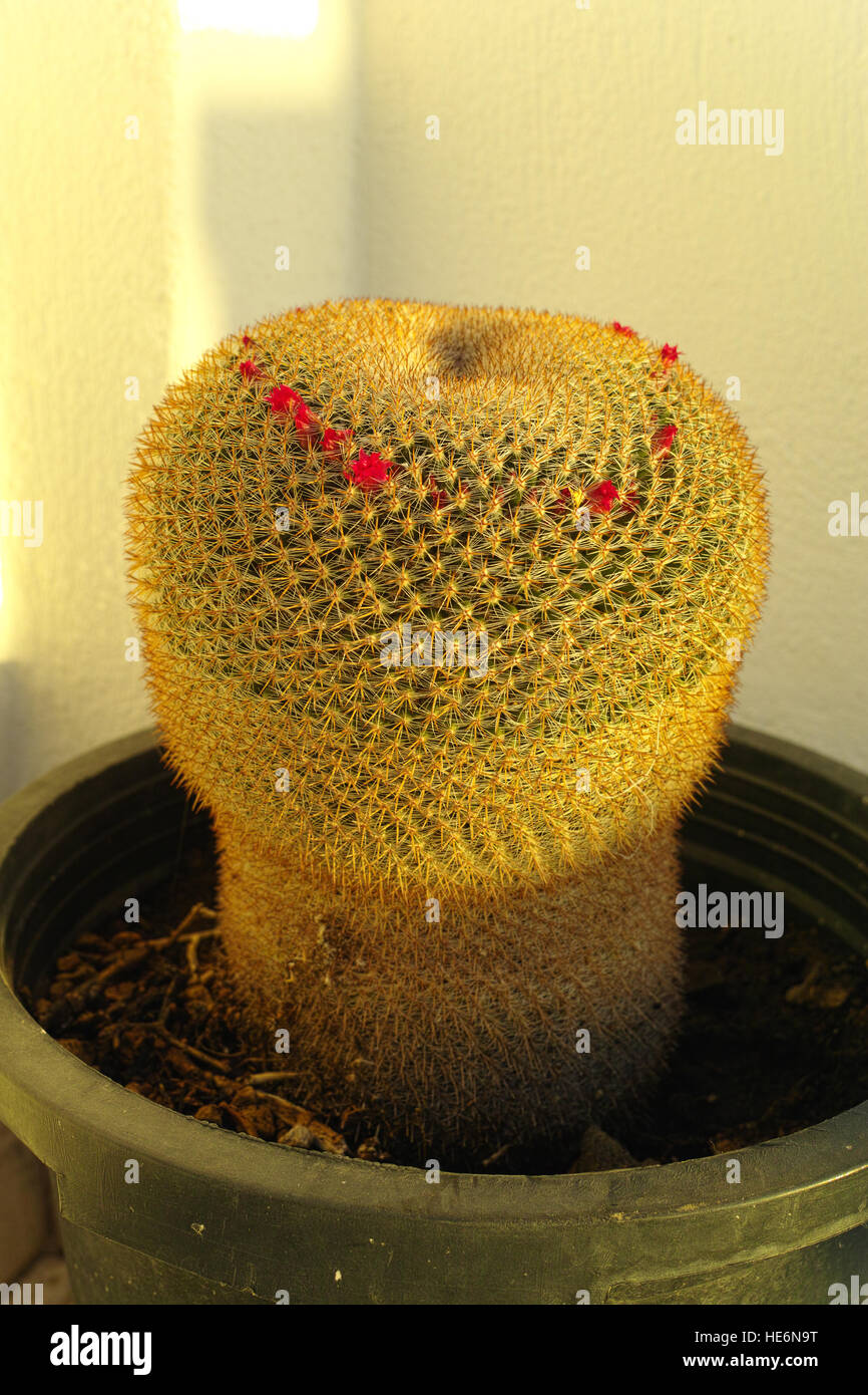 Evergreen tropical cactus succulent plant in clay pot on Tenerife in ...