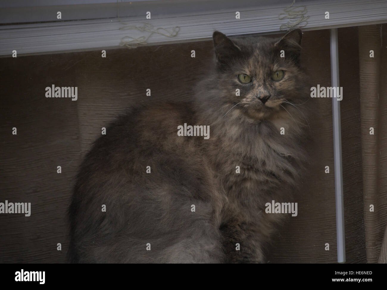Wistful gray cat in a window Stock Photo - Alamy
