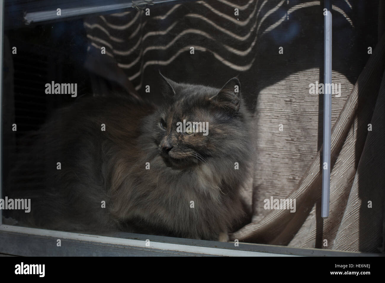 Wistful cat hi-res stock photography and images - Alamy