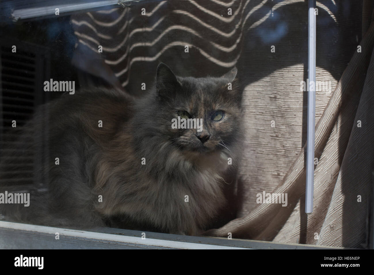 Wistful cat hi-res stock photography and images - Alamy