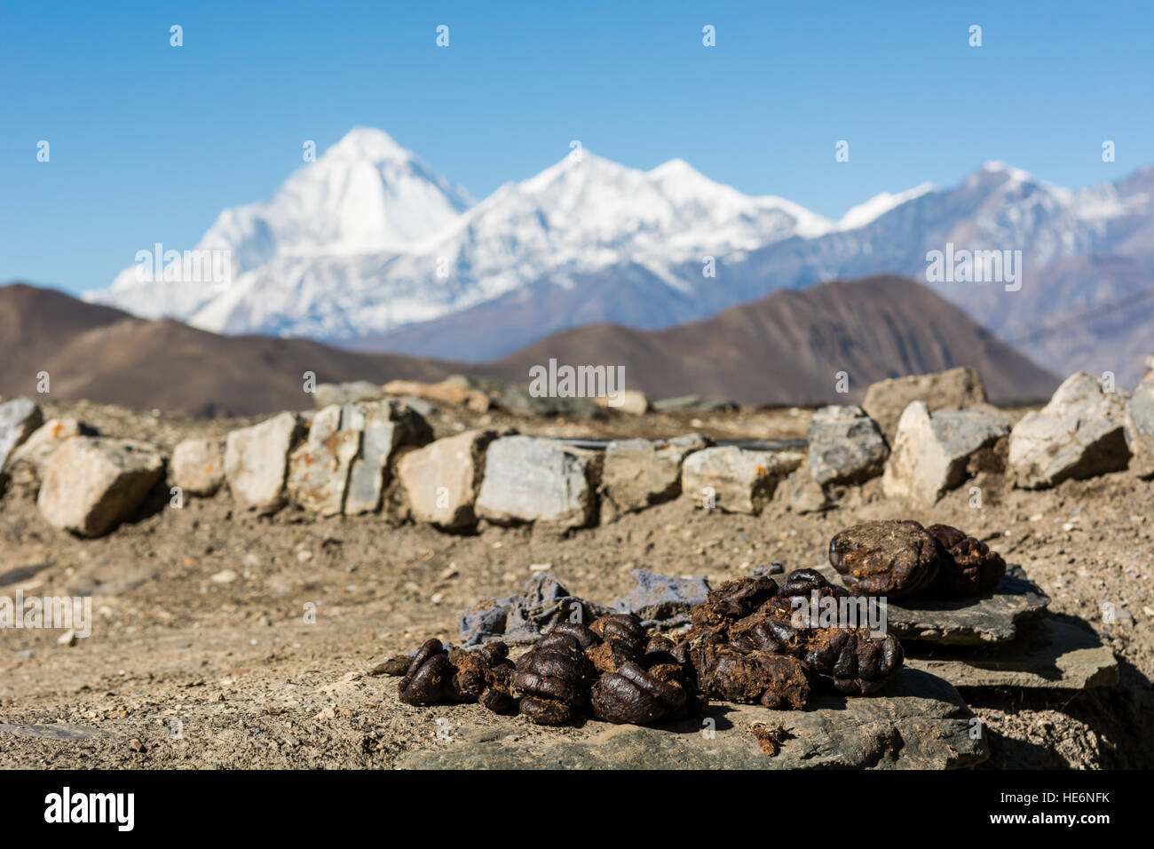 Animal dung being dried Stock Photo - Alamy