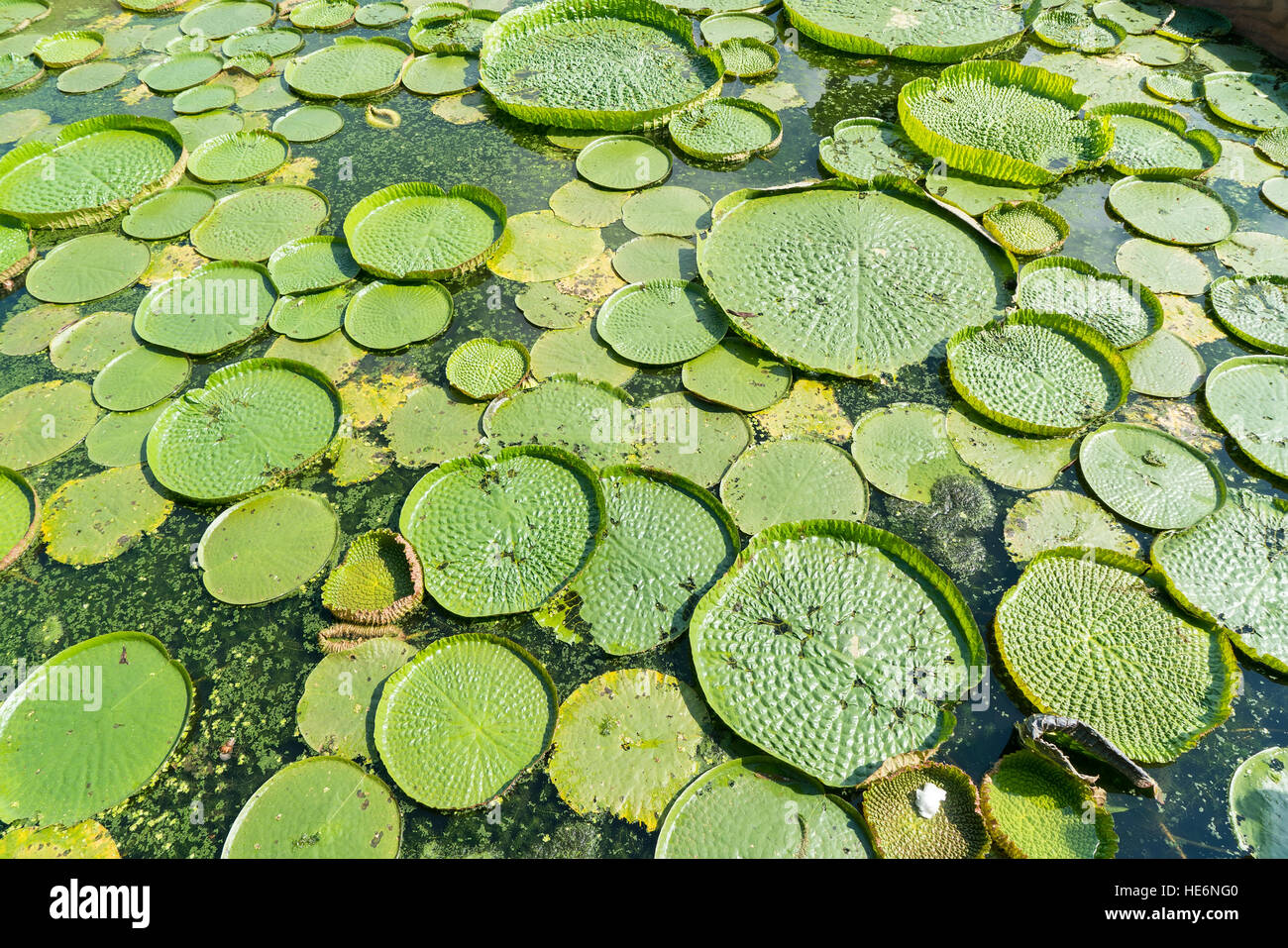 Huge floating lotus(Giant Amazon water lily,Victoria amazonia) leaves ...