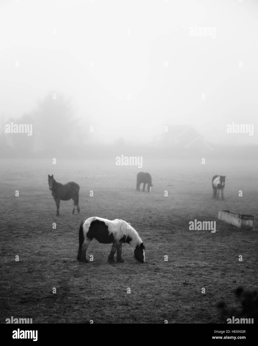 Grey ponies hi-res stock photography and images - Alamy