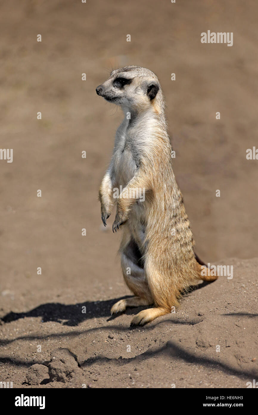 Upright standing hi-res stock photography and images - Alamy