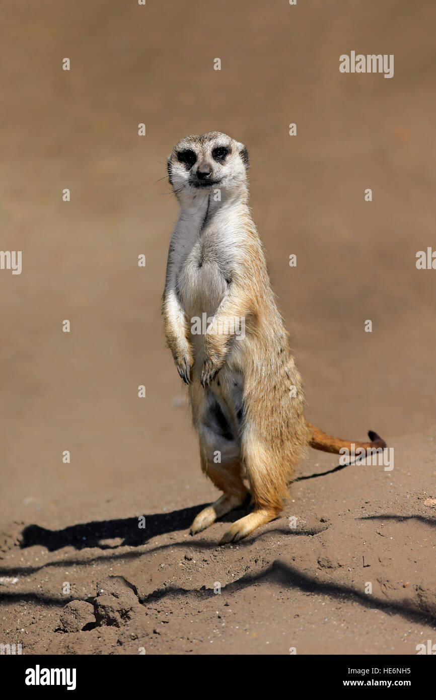Suricate, (Suricata suricatta), adult standing upright, Little Karoo ...