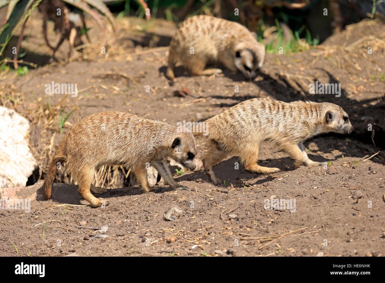 Suricate, (Suricata suricatta), group searching for food, Little Karoo ...