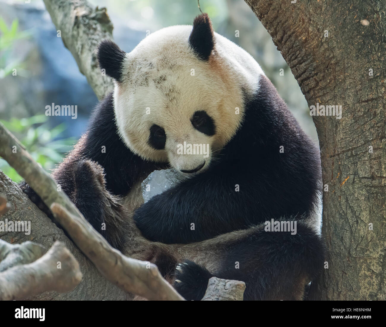 Panda bear sitting in tree Stock Photo - Alamy
