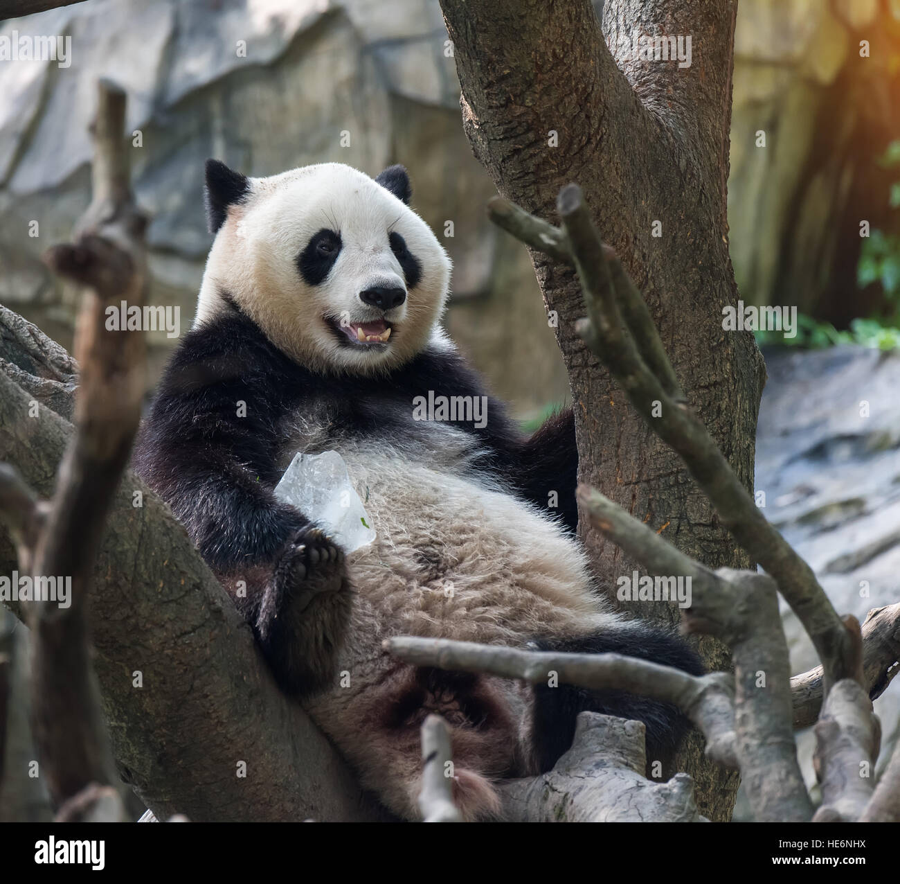 Panda bear sitting in tree Stock Photo - Alamy