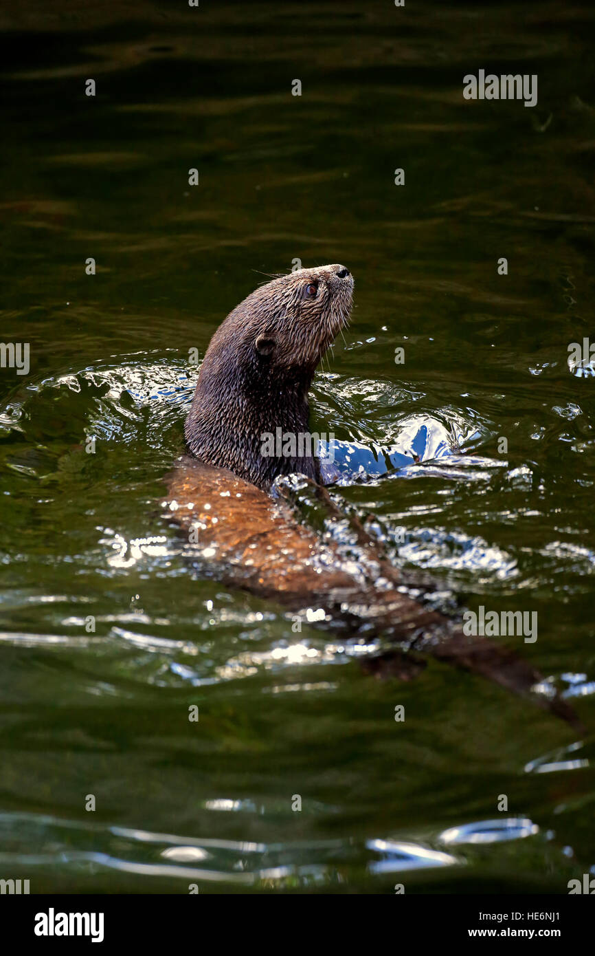 Spotted Necked Otter, (Lutra maculicollis), adult, in water, Eastern ...