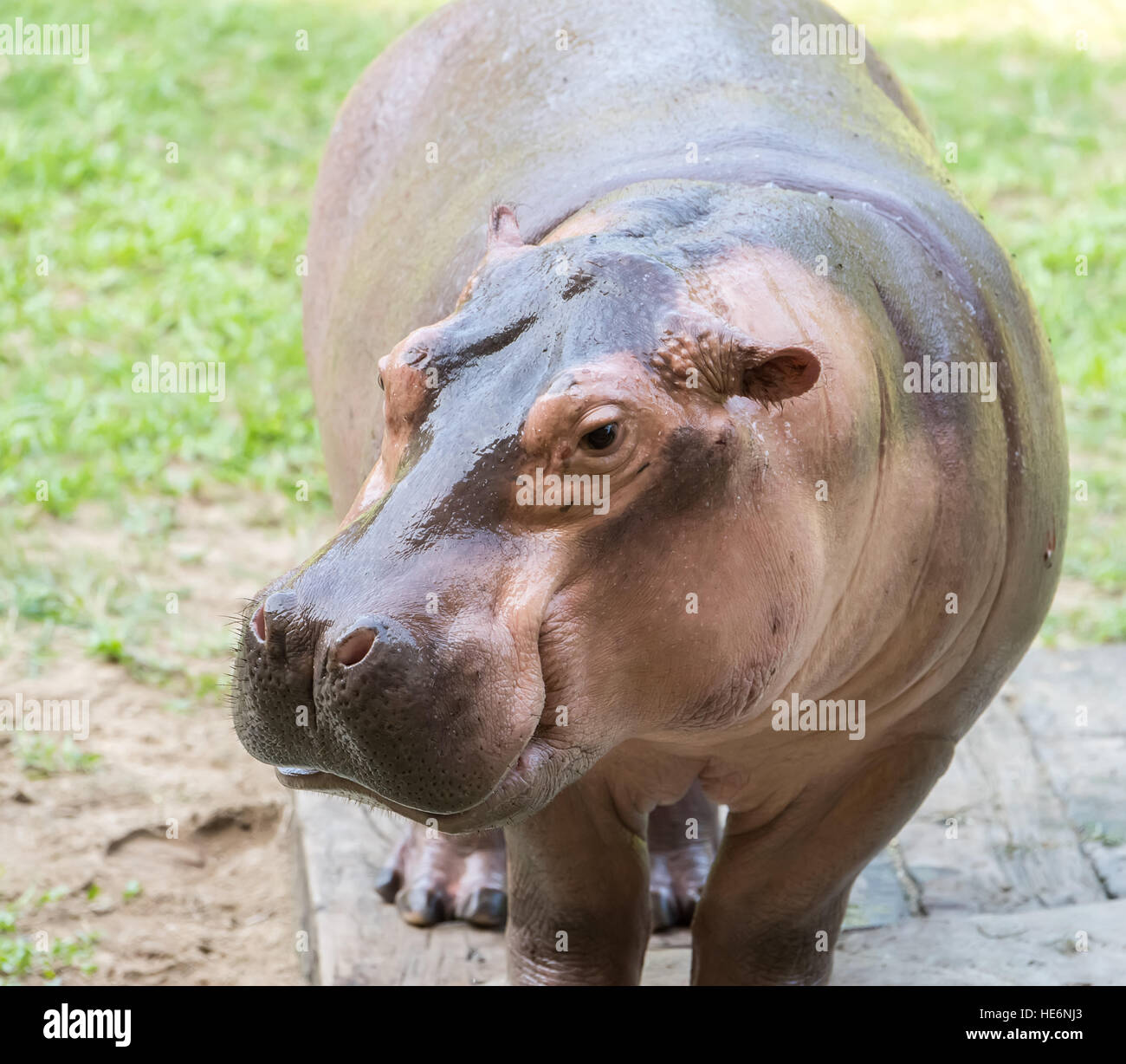 Sparring Hippos in zoo Stock Photo - Alamy