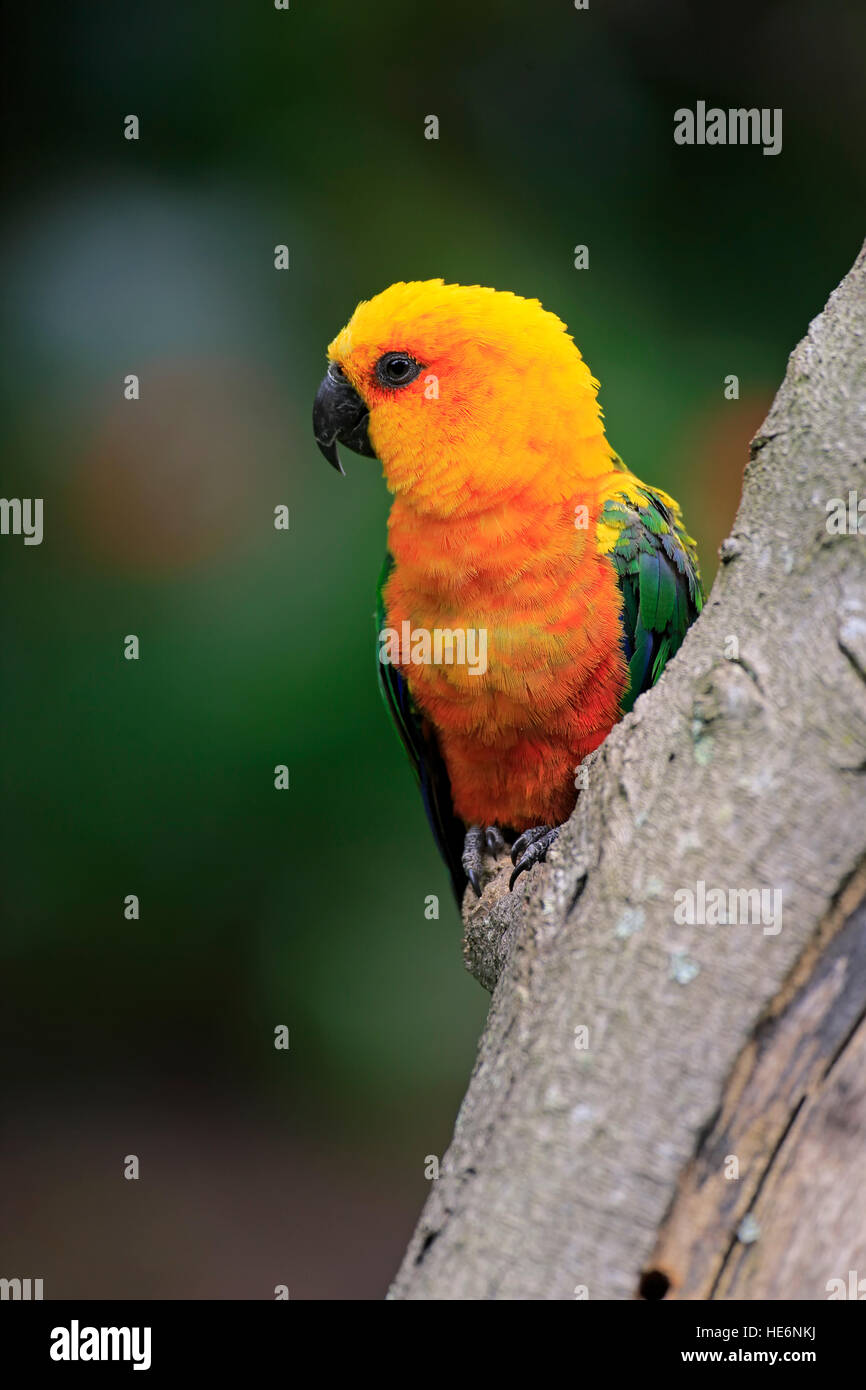 Jandaya hi-res stock photography and images - Alamy