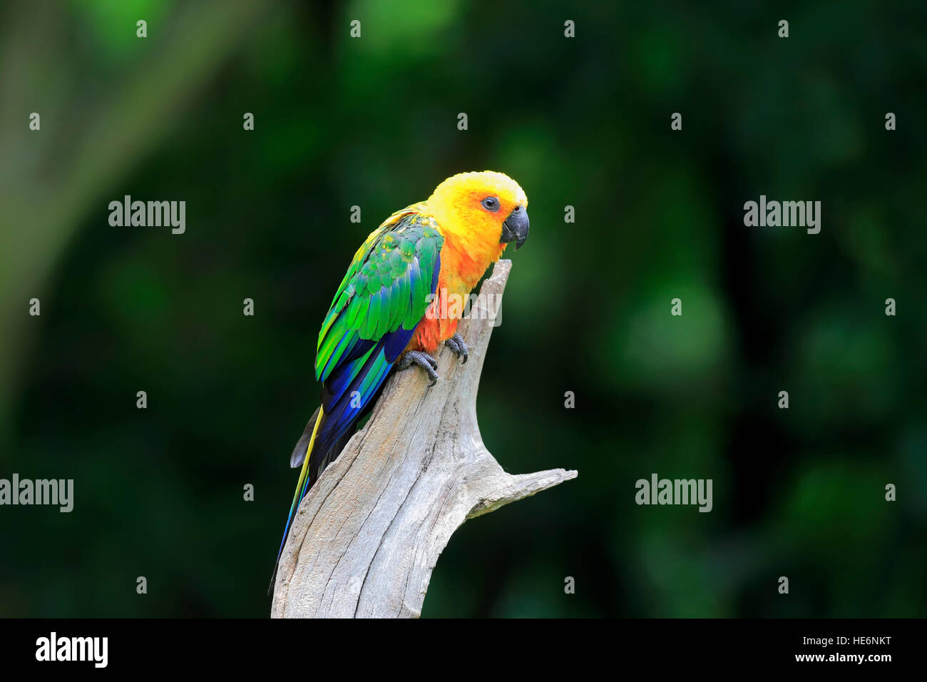 Jendaya parakeet hi-res stock photography and images - Alamy