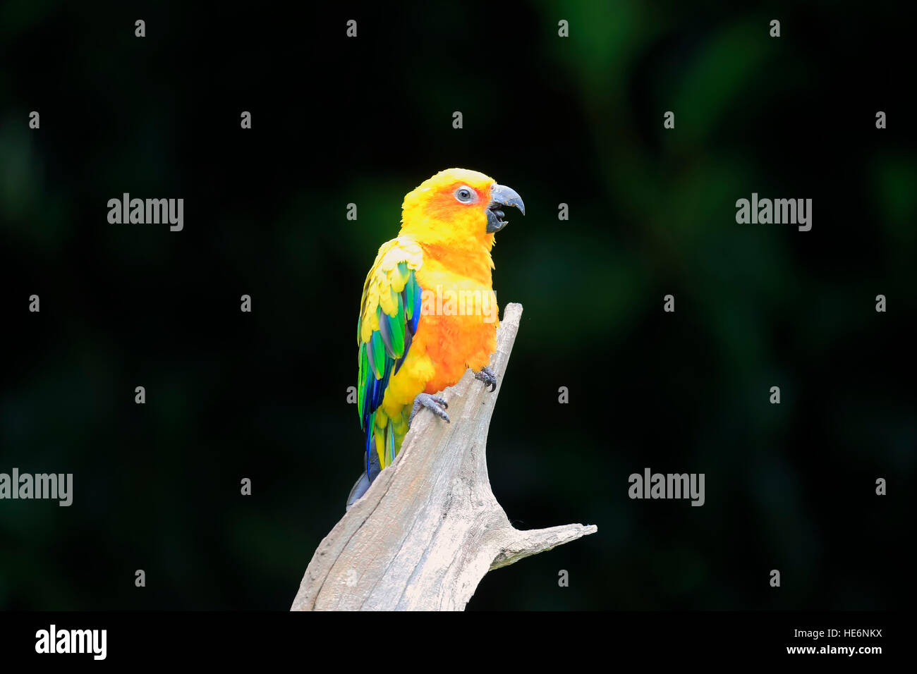 Jendaya Parakeet, (Aratinga solstitialis jandaya), adult on tree ...