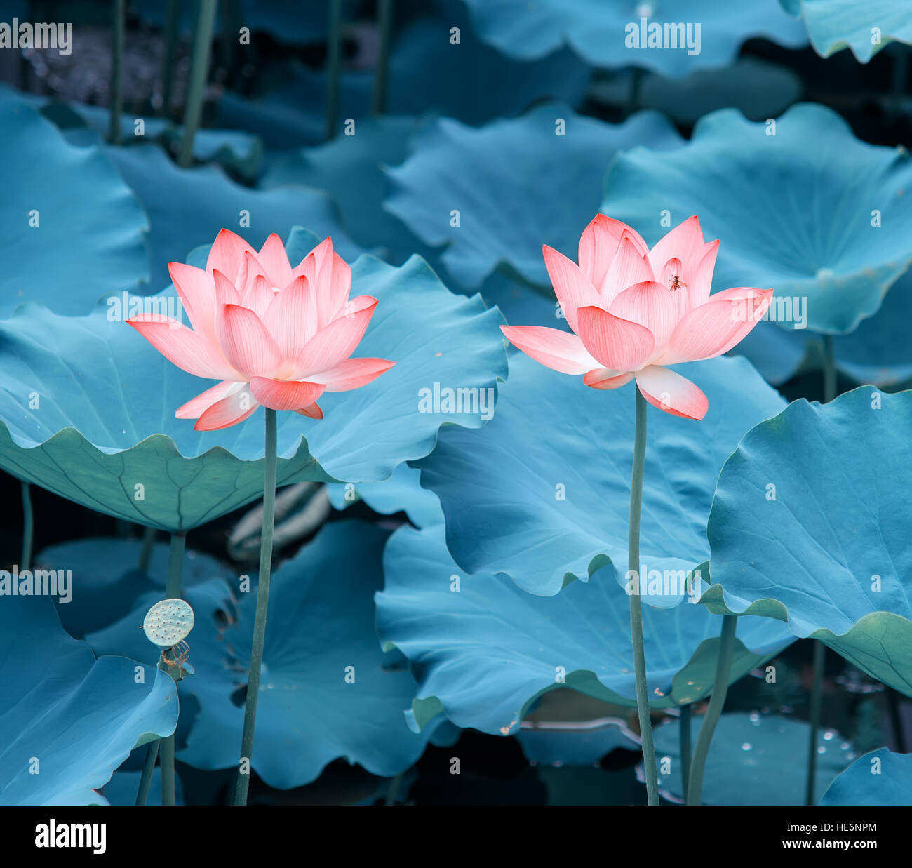 blooming lotus flower Stock Photo - Alamy
