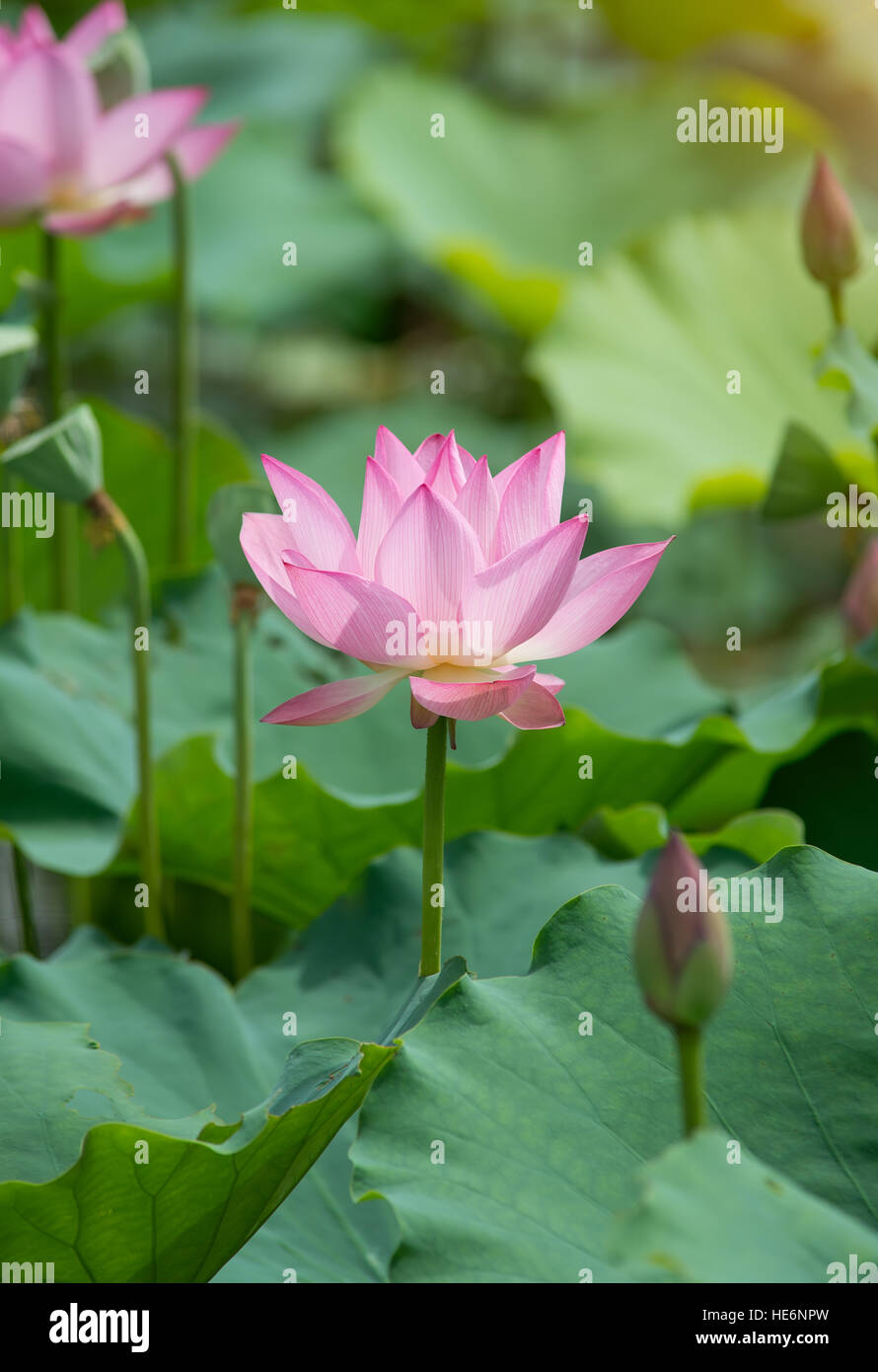 blooming lotus flower Stock Photo - Alamy