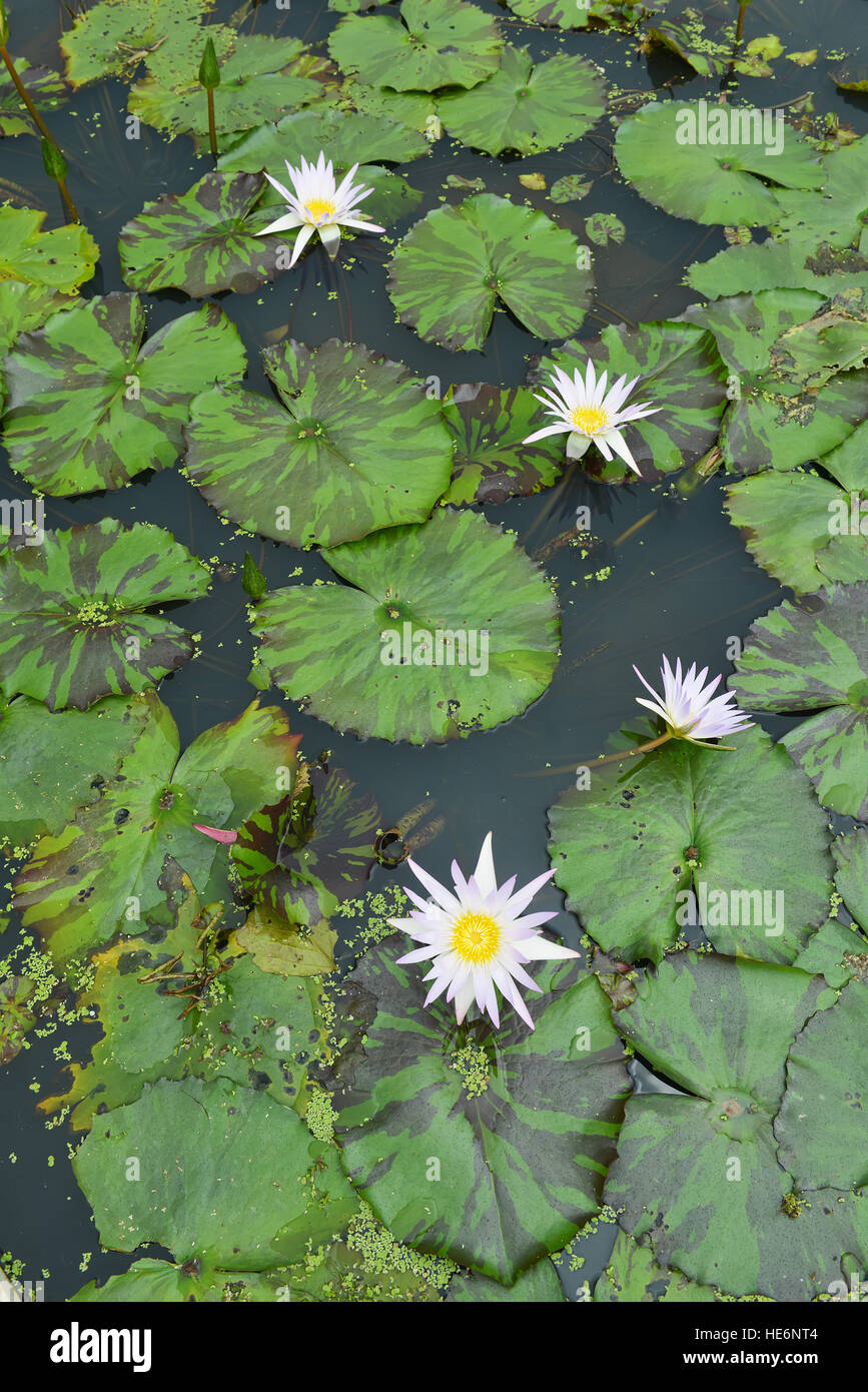Texture with leaves of water lilies Stock Photo - Alamy