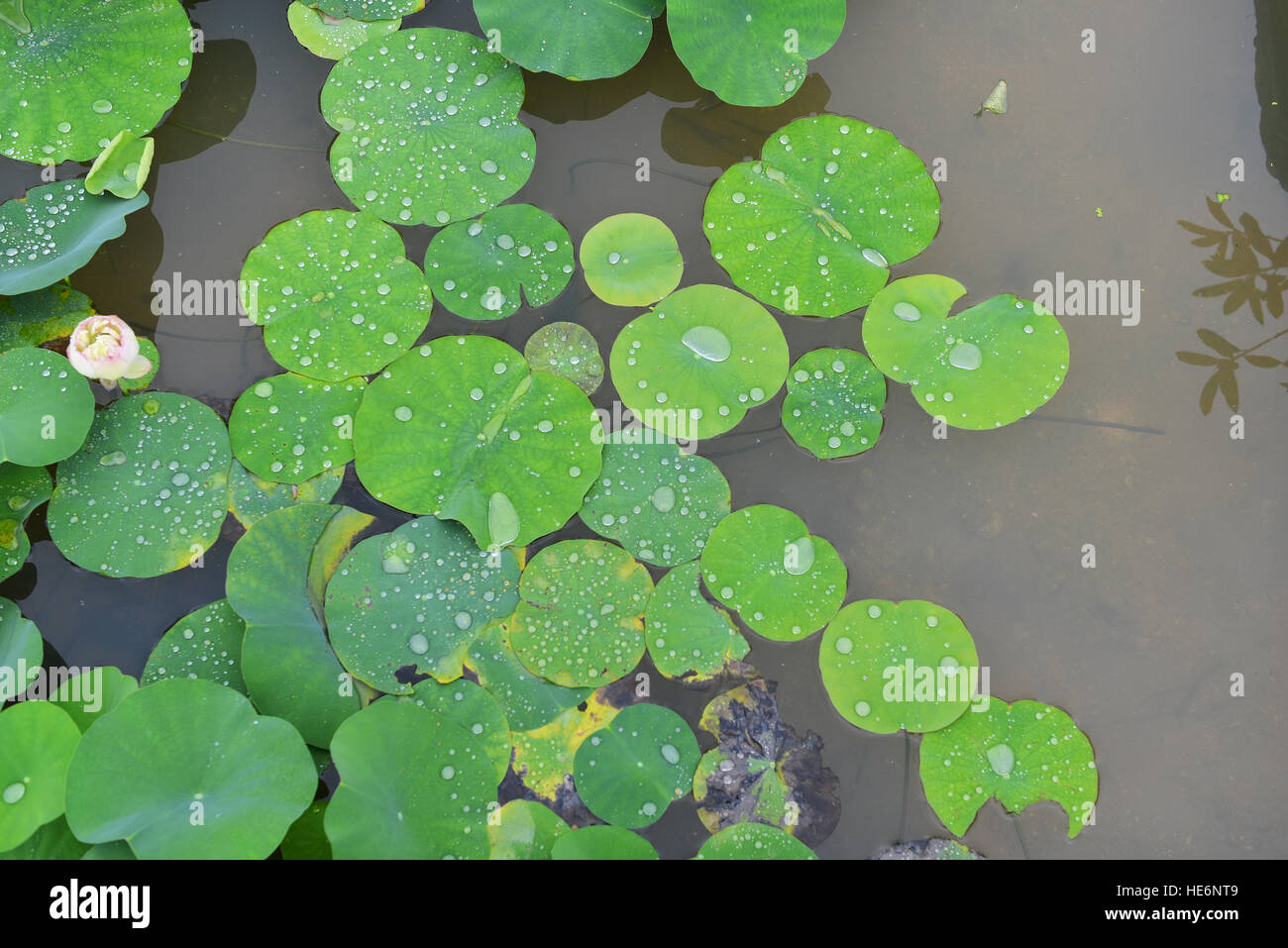 Texture with leaves of water lilies Stock Photo - Alamy