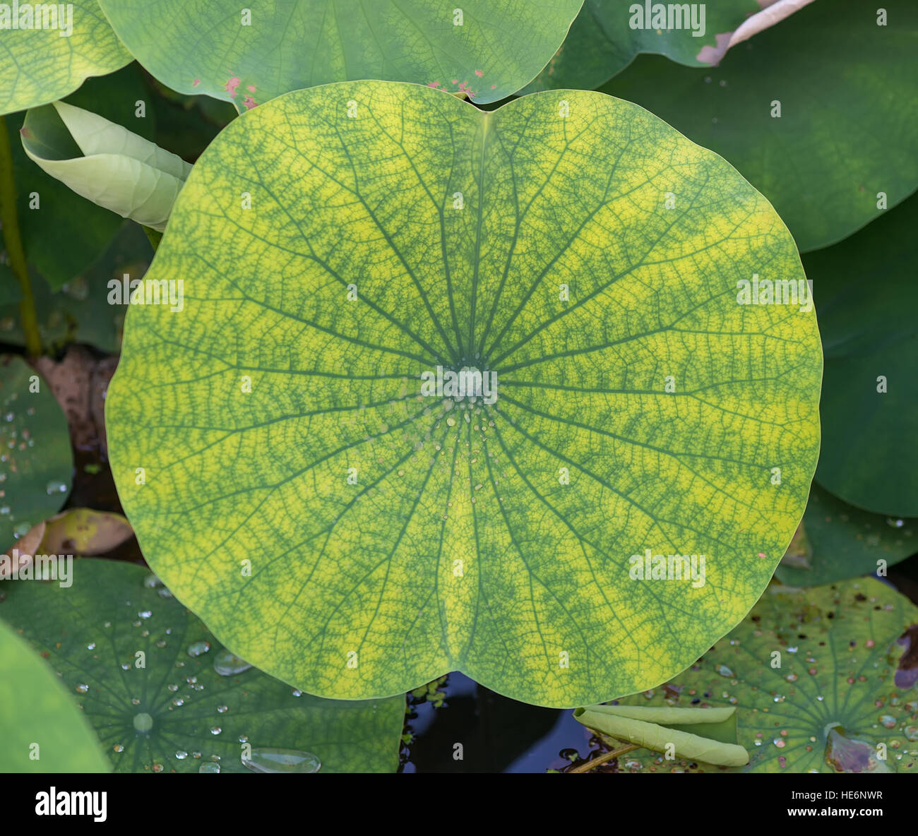 Texture with leaves of water lilies Stock Photo - Alamy