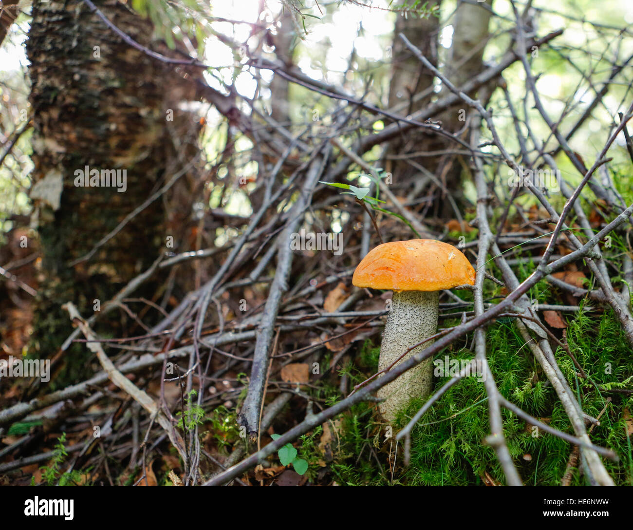 Mushroom - leccinum aurantiacum (red-capped scaber stalk Stock Photo ...