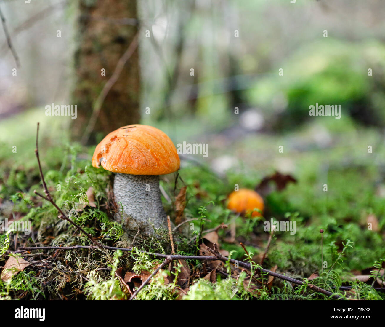 Mushroom - leccinum aurantiacum (red-capped scaber stalk Stock Photo ...