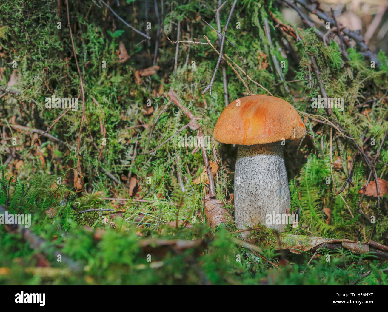 Mushroom - leccinum aurantiacum (red-capped scaber stalk Stock Photo ...