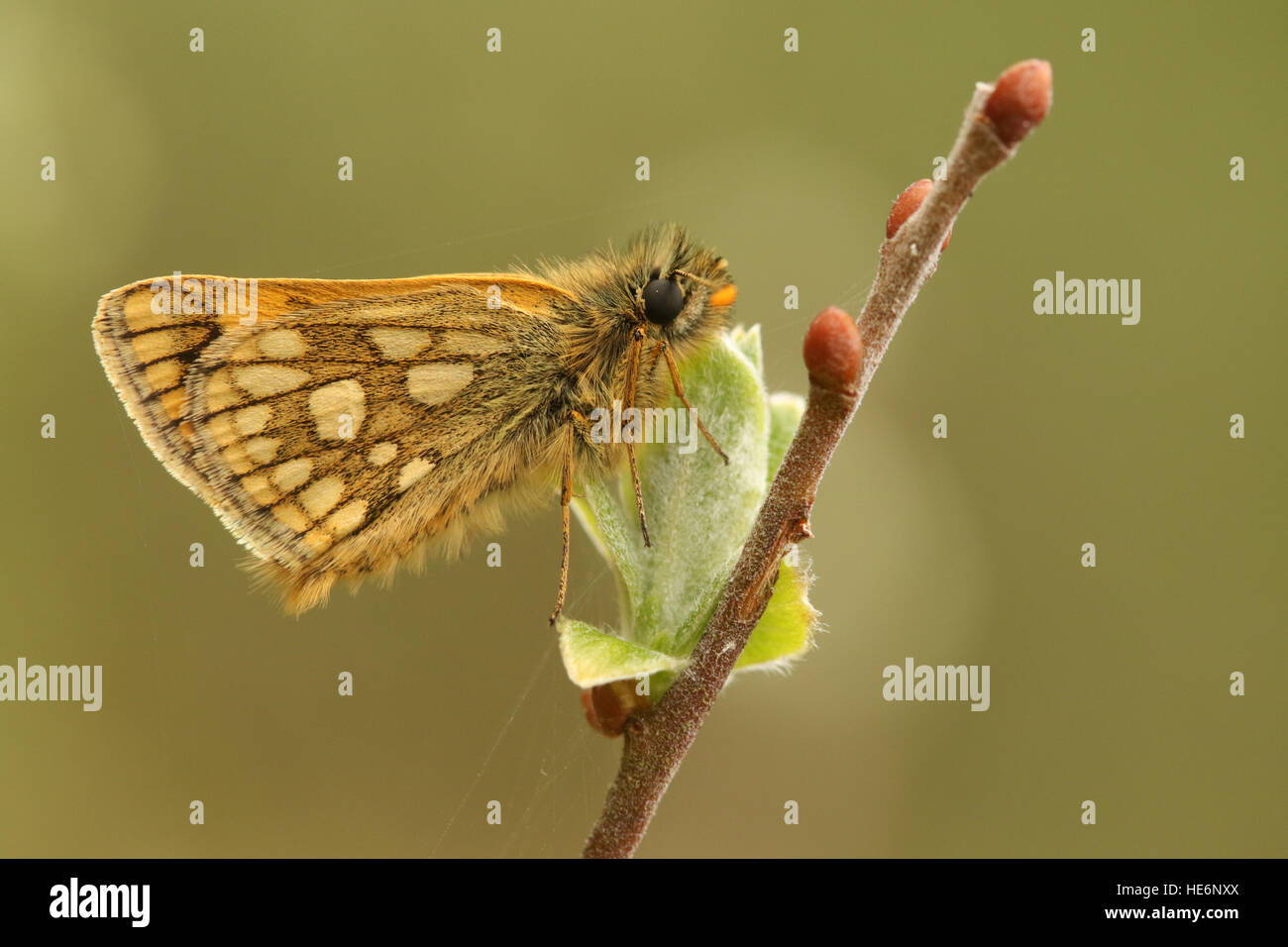 A rare Chequered Skipper Butterfly (Carterocephalus palaemon ) confined ...