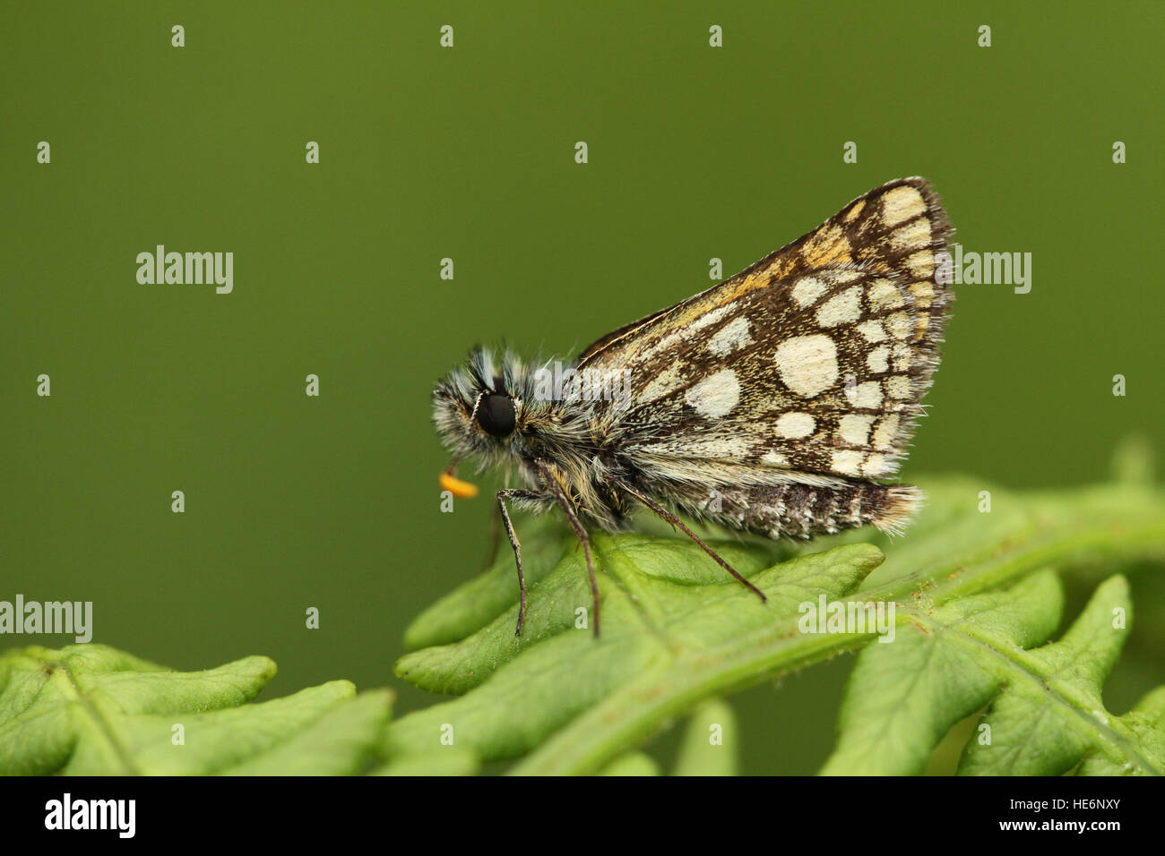 A rare Chequered Skipper Butterfly (Carterocephalus palaemon ) confined ...