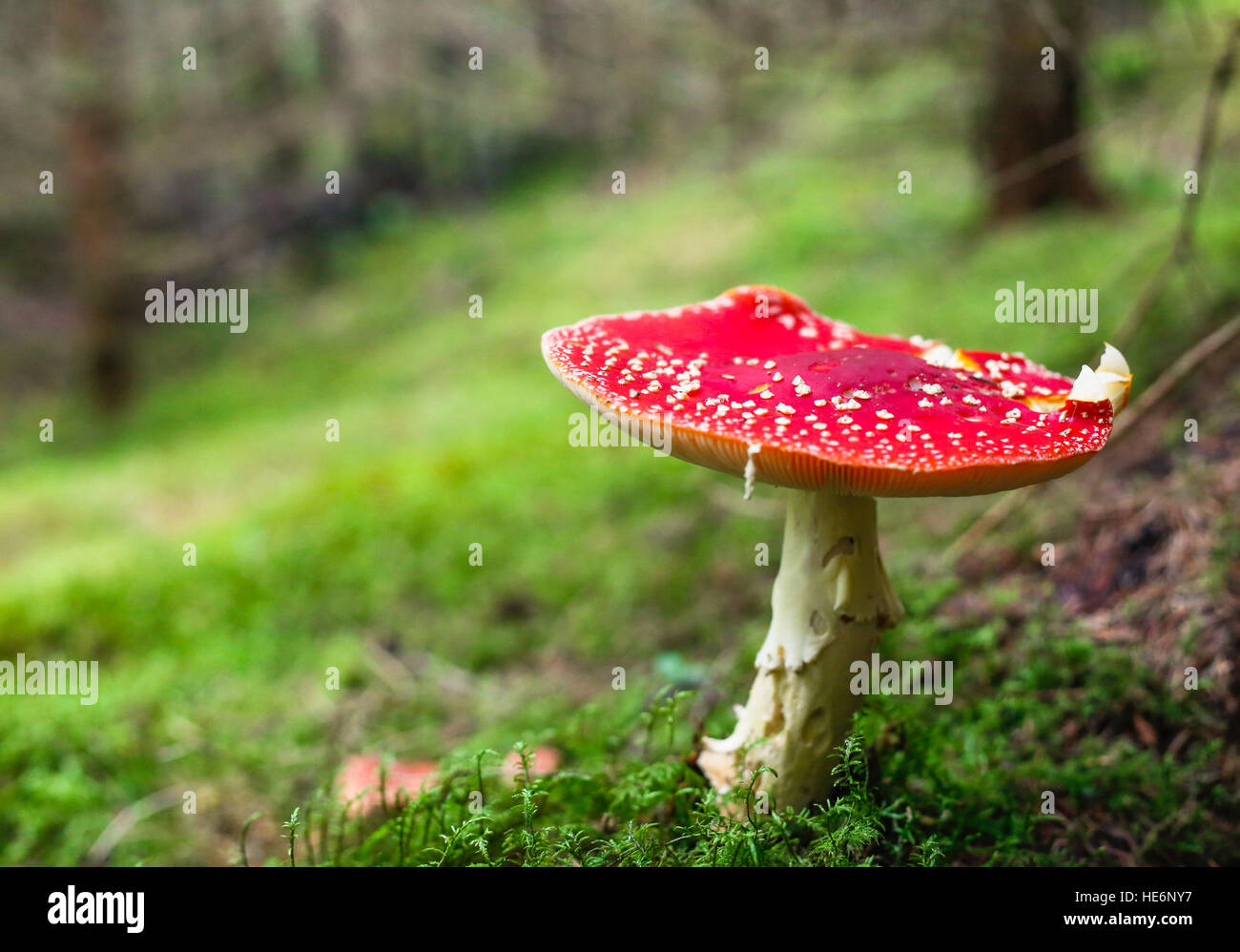 Red spotty mushroom hi-res stock photography and images - Alamy
